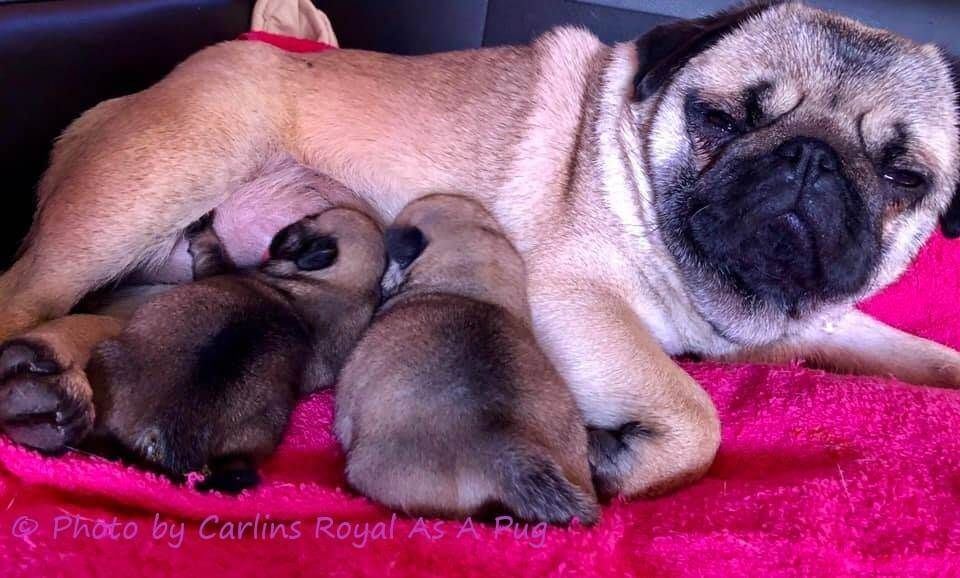 Accueil - Chiot Carlin | Elevage Carlin | Royal As A Pug | Show Pugs & Puppies